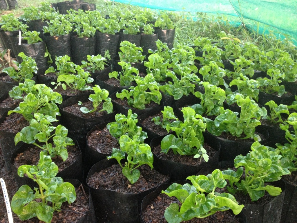 Amazing Fast-Growing Costa Rica Spinach