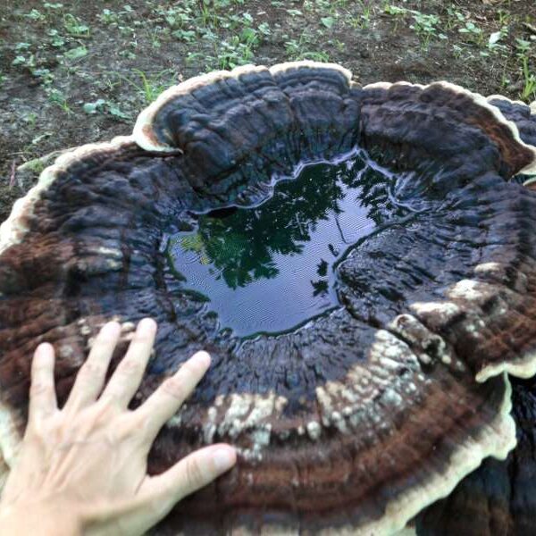 Giant Costa Rica Mushrooms