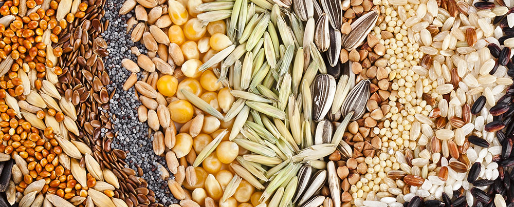 Seed Suppliers in Costa Rica