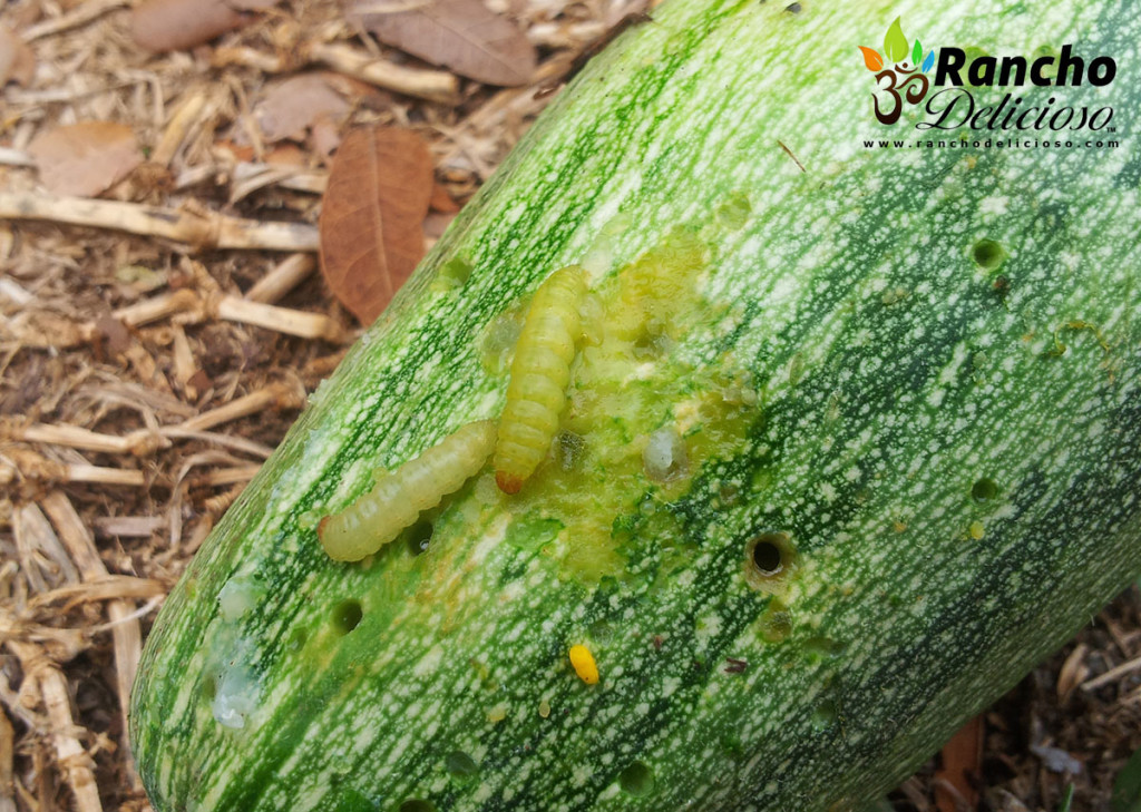 Insect Pests and Solutions