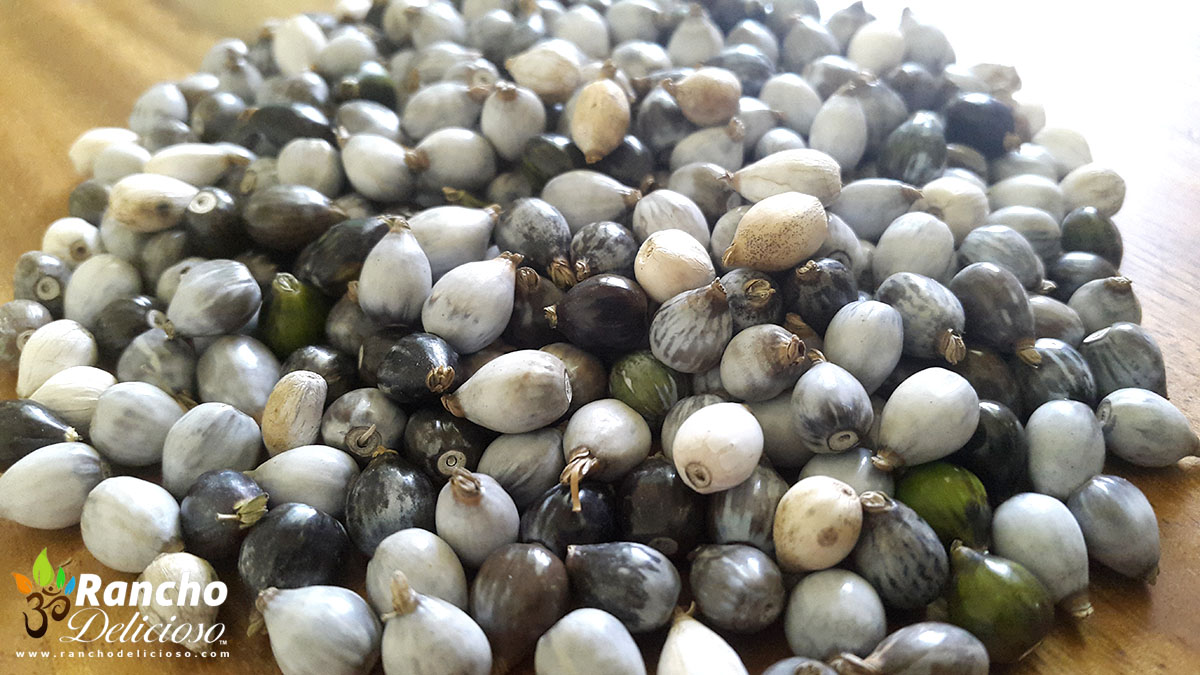 Tropical Seeds for Making Jewelry