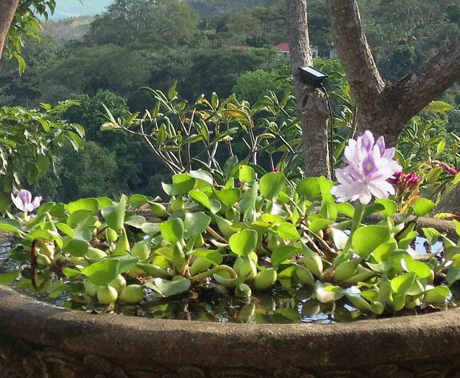 Water Plants in Tropical Permaculture